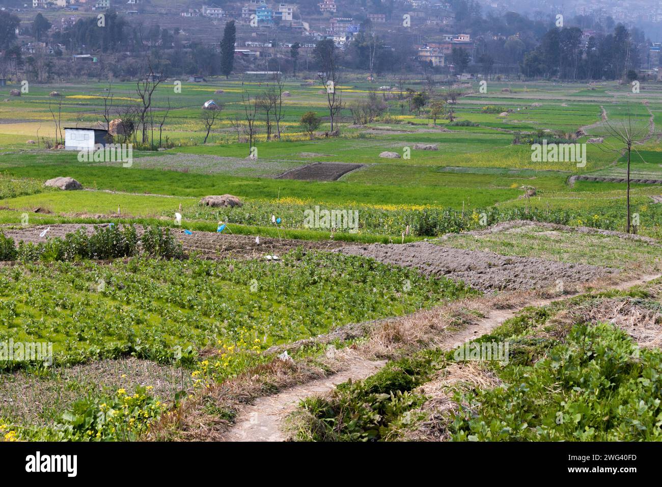 Agricultural land and plantation of various vegetations in the village ...