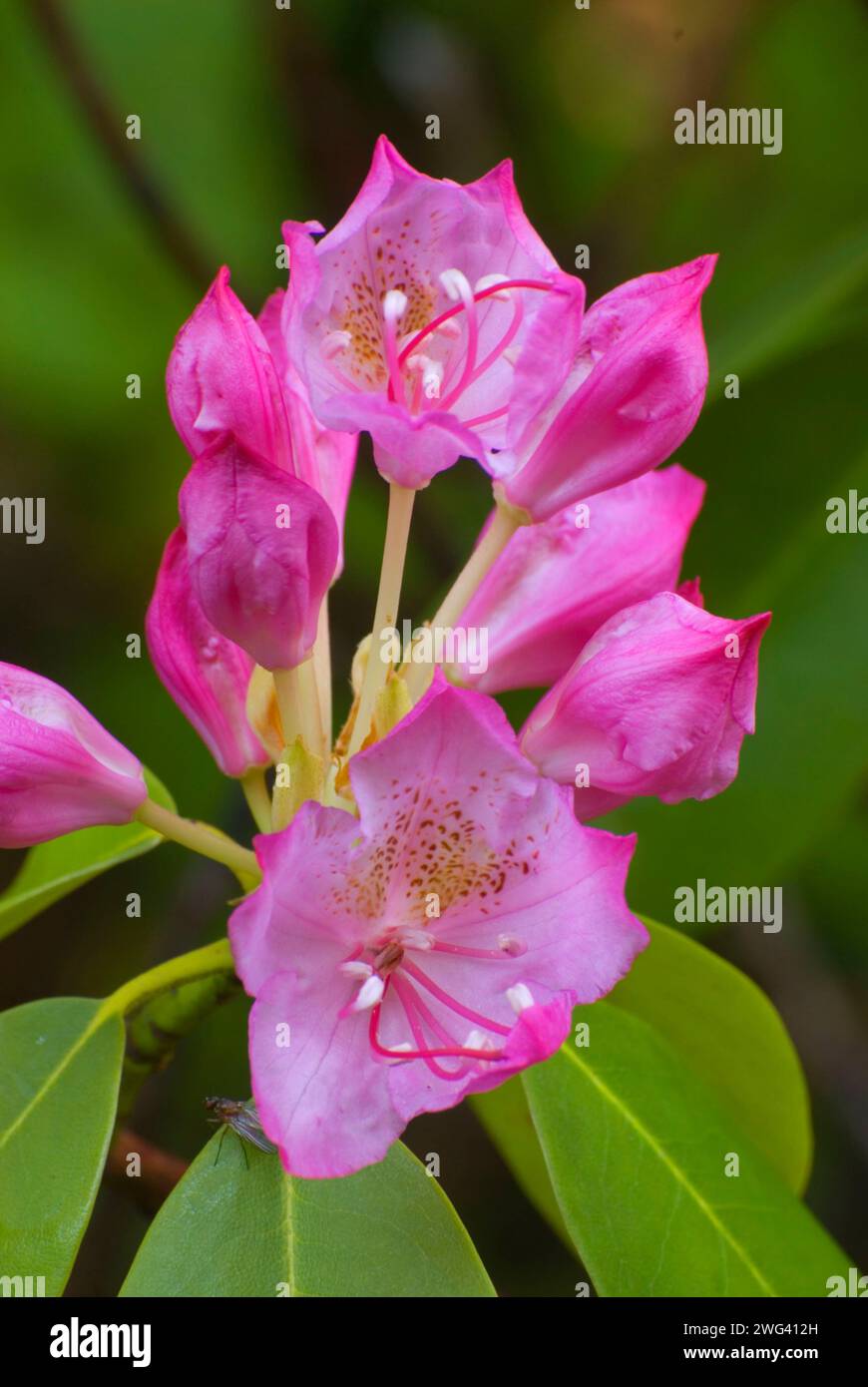 Pacific rhododendron (Rhododendron macrophyllum), Mt Hood National ...