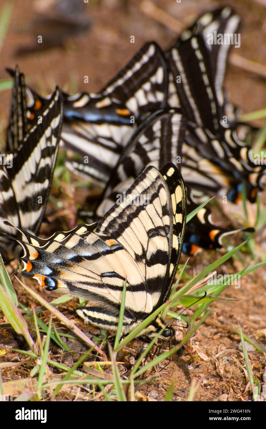 Pale Swallowtail (Papilio eurymedon) at Gate Creek, Mt Hood National ...