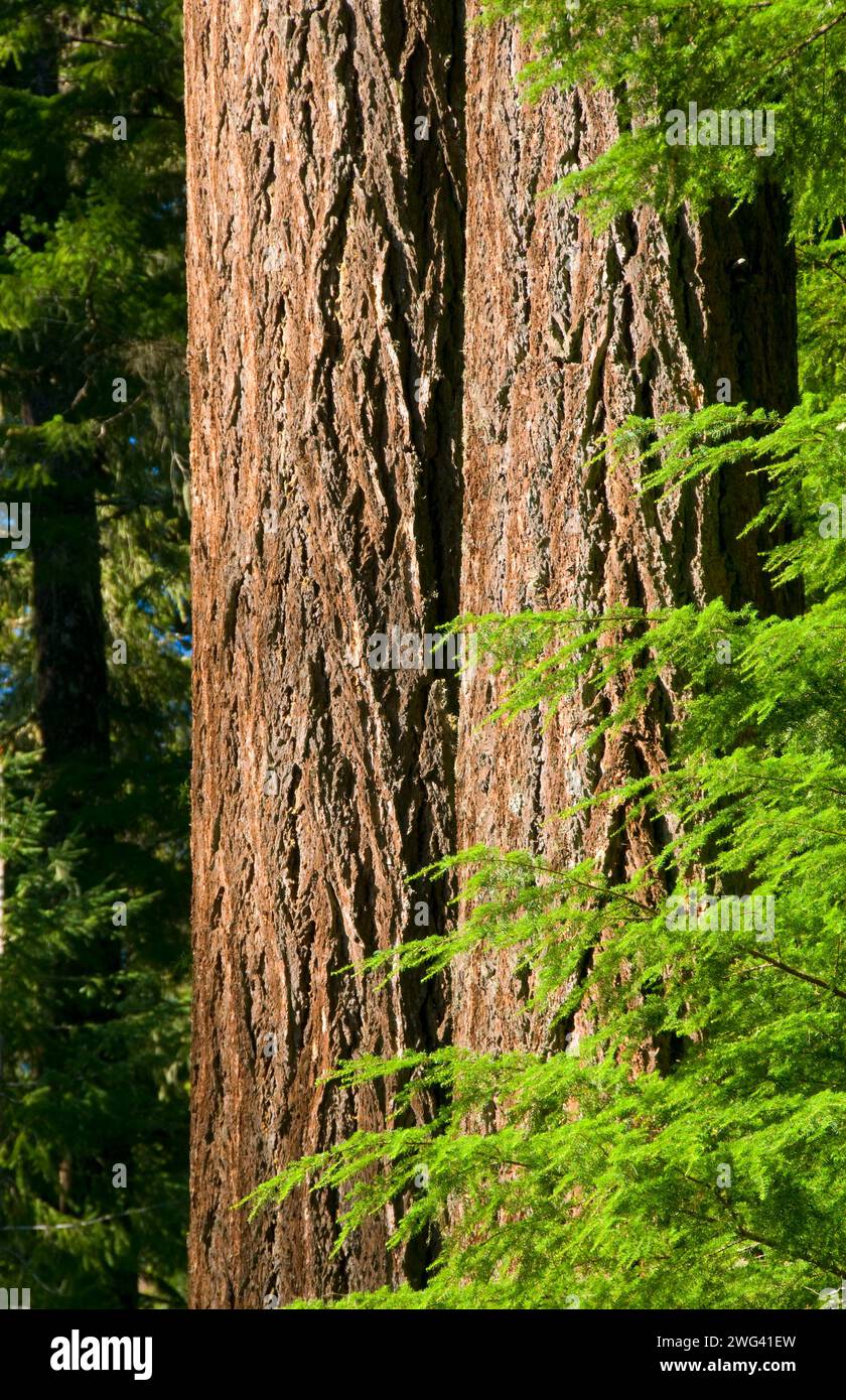 Douglas fir trunks, Mt Hood National Forest, Oregon Stock Photo - Alamy