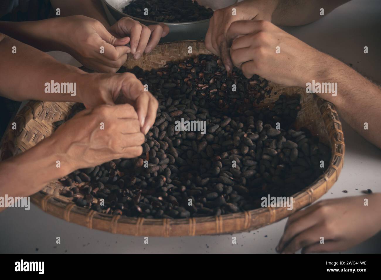Overhead of hands peeling roasted cocoa seeds as a family work together ...
