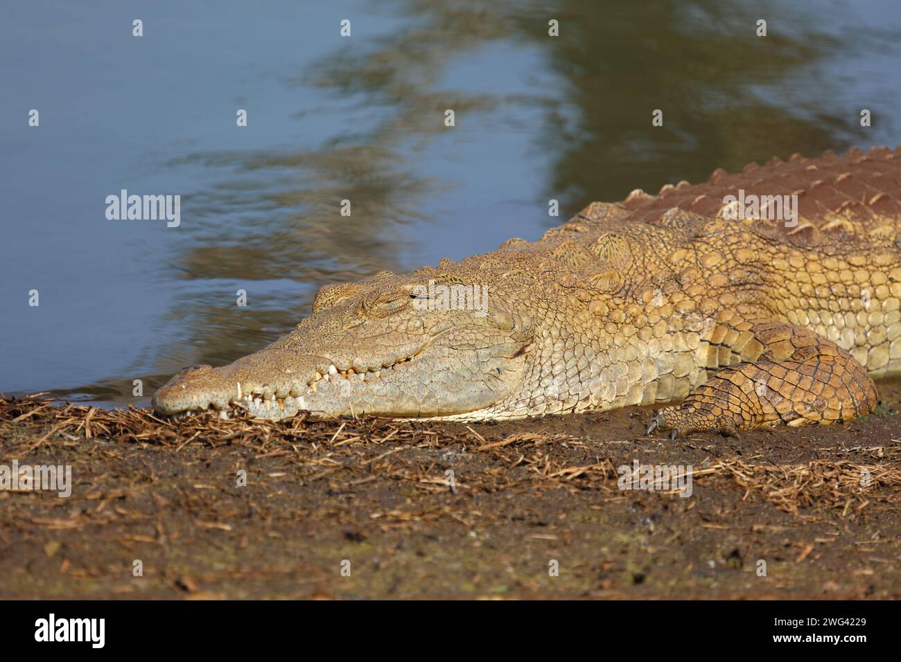 Nilkrokodil / Nile crocodile / Crocodylus niloticus Stock Photo - Alamy