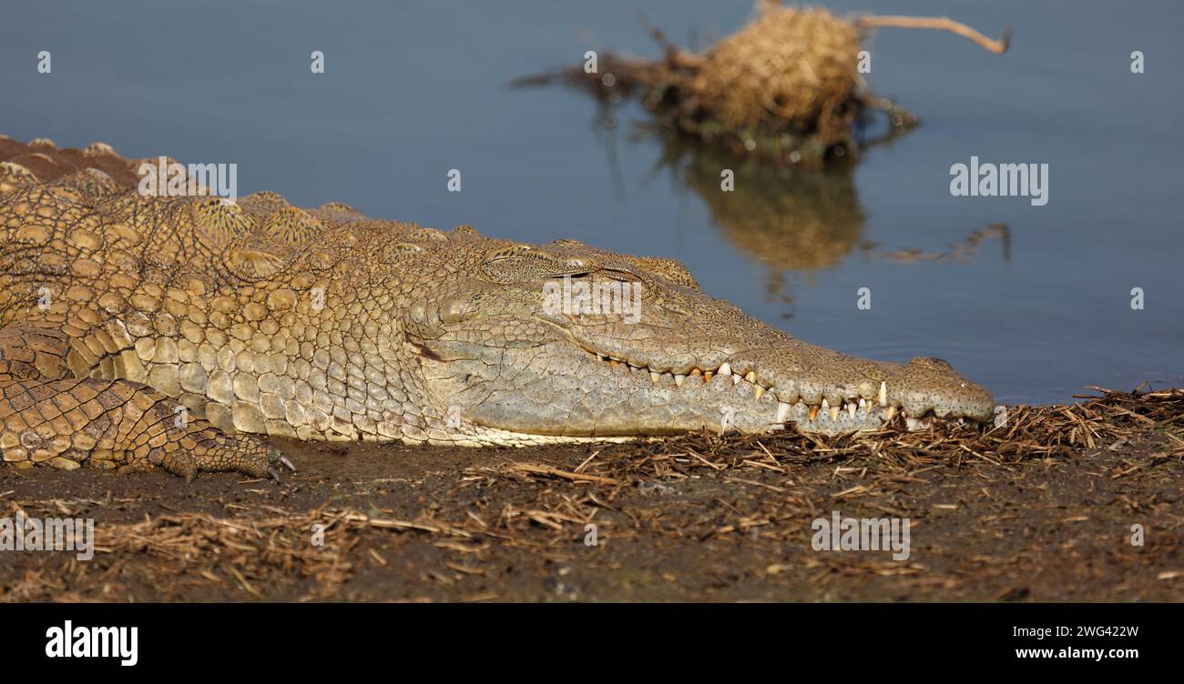 Nilkrokodil / Nile crocodile / Crocodylus niloticus Stock Photo - Alamy