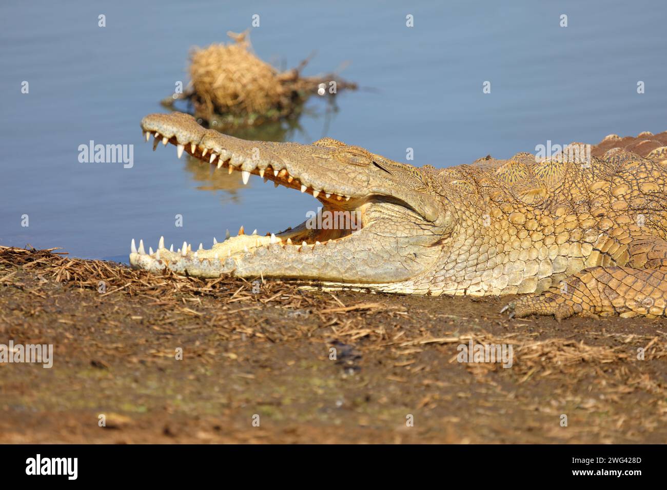 Nilkrokodil / Nile crocodile / Crocodylus niloticus Stock Photo - Alamy