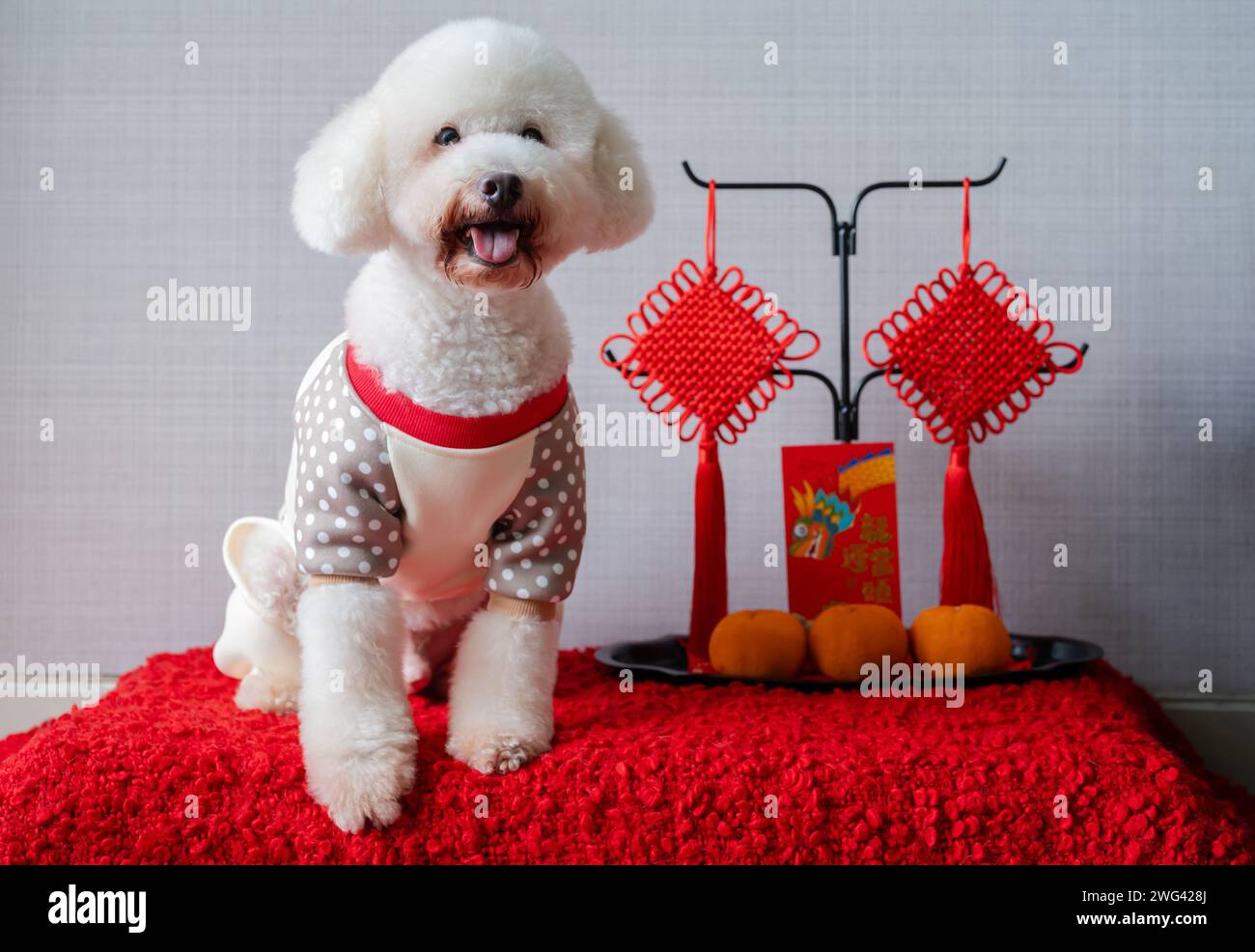 Adorable white poodle dog wearing chinese new year cloth with hanging ...