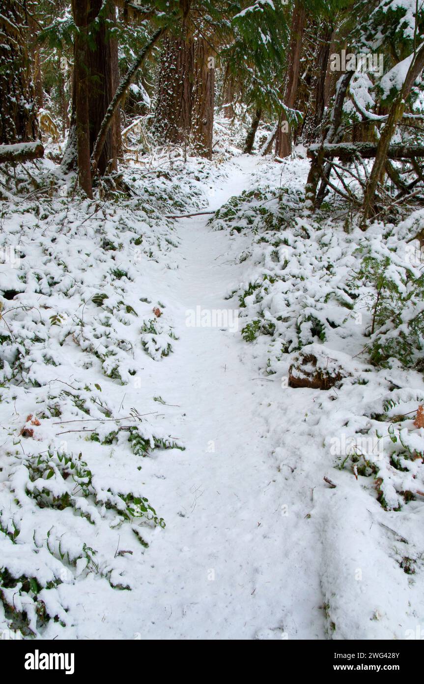 Riverside National Recreation Trail in winter, Clackamas Wild and ...
