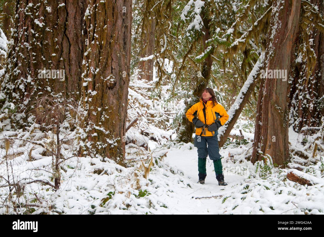 Riverside National Recreation Trail in winter, Clackamas Wild and ...