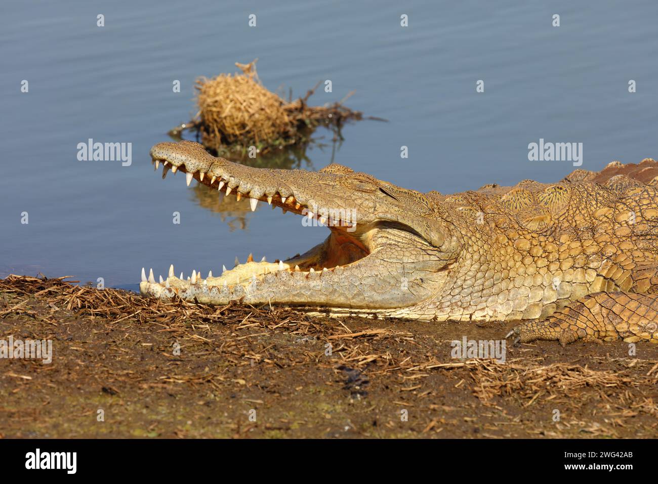 Nilkrokodil / Nile crocodile / Crocodylus niloticus Stock Photo - Alamy