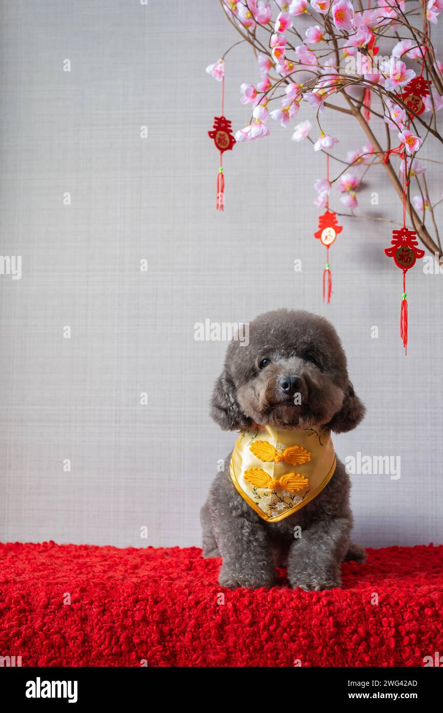 Adorable black poodle dog wearing chinese new year collar with hanging ...