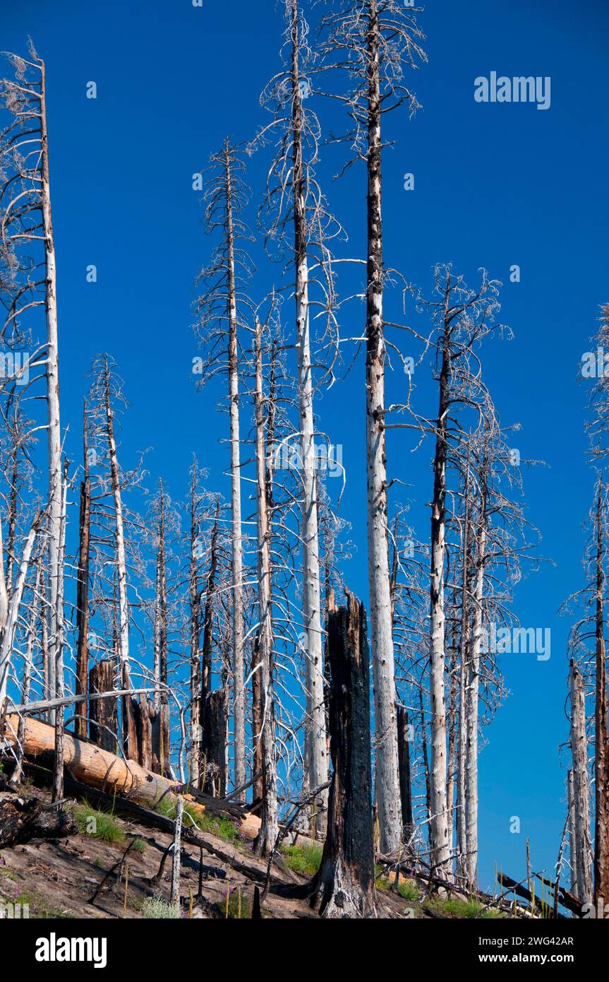 Fire mt hood national forest hi-res stock photography and images - Alamy