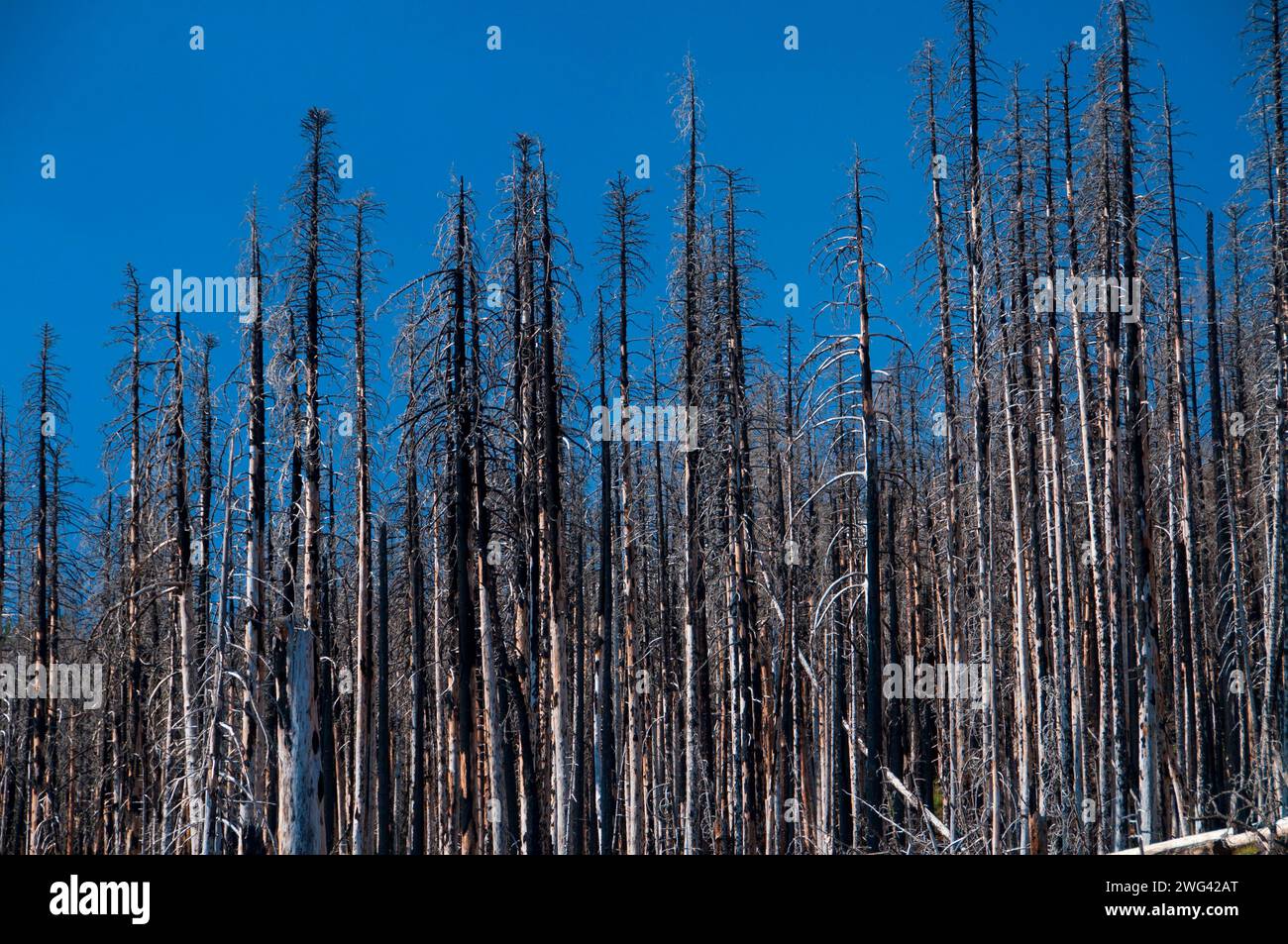 Fire mt hood national forest hi-res stock photography and images - Alamy