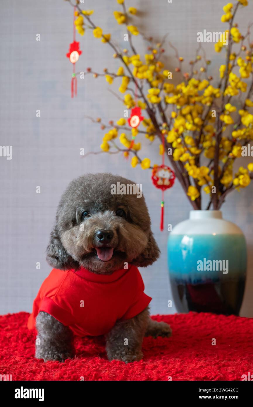 Adorable black poodle dog wearing chinese new year cloth with hanging ...