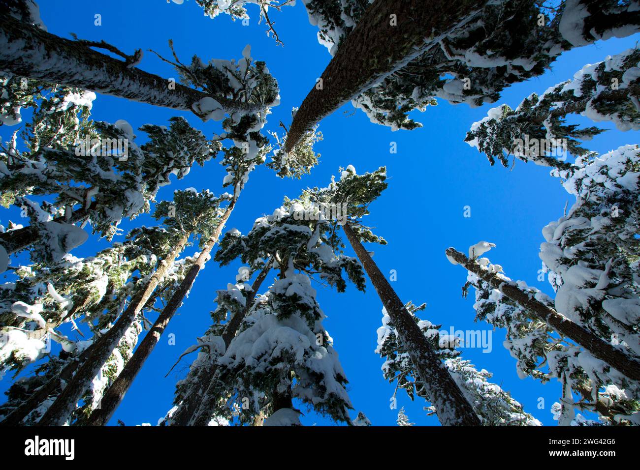 Winter forest along Pacific Crest Trail, Mt Hood National Forest ...