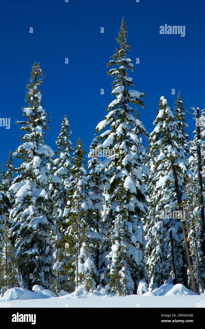 Winter forest along Pacific Crest Trail, Mt Hood National Forest ...