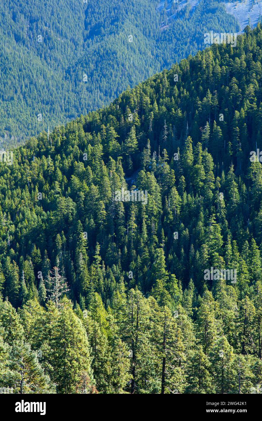 Ancient forest from summit along Barlow Butte Trail, Mt Hood Wilderness ...