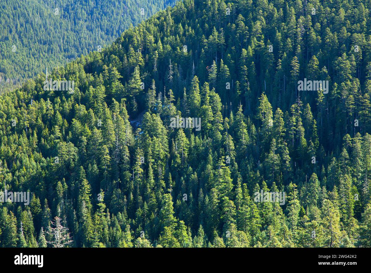 Ancient forest from summit along Barlow Butte Trail, Mt Hood Wilderness ...