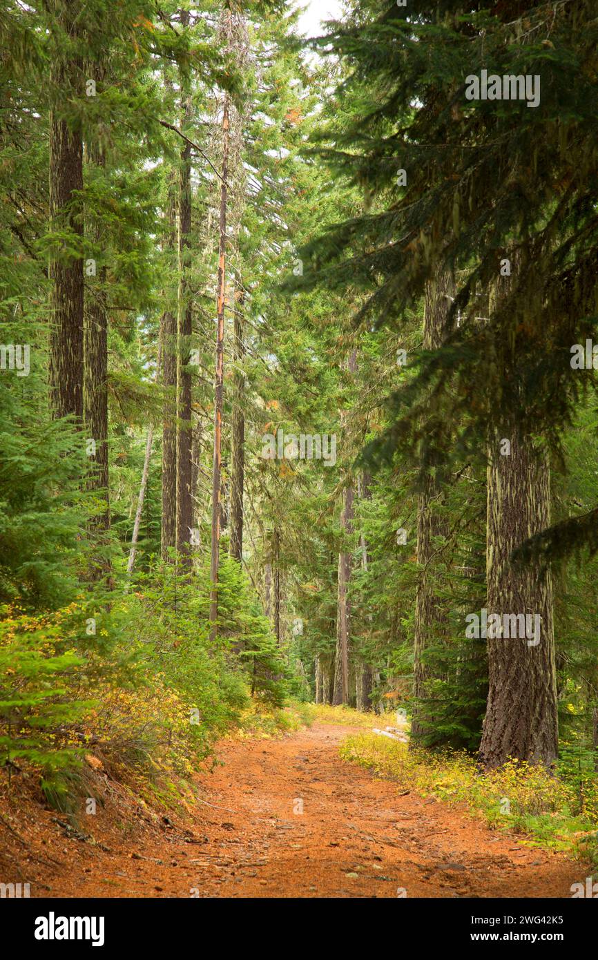 Sisi Butte Road, Mt Hood National Forest, Oregon Stock Photo - Alamy