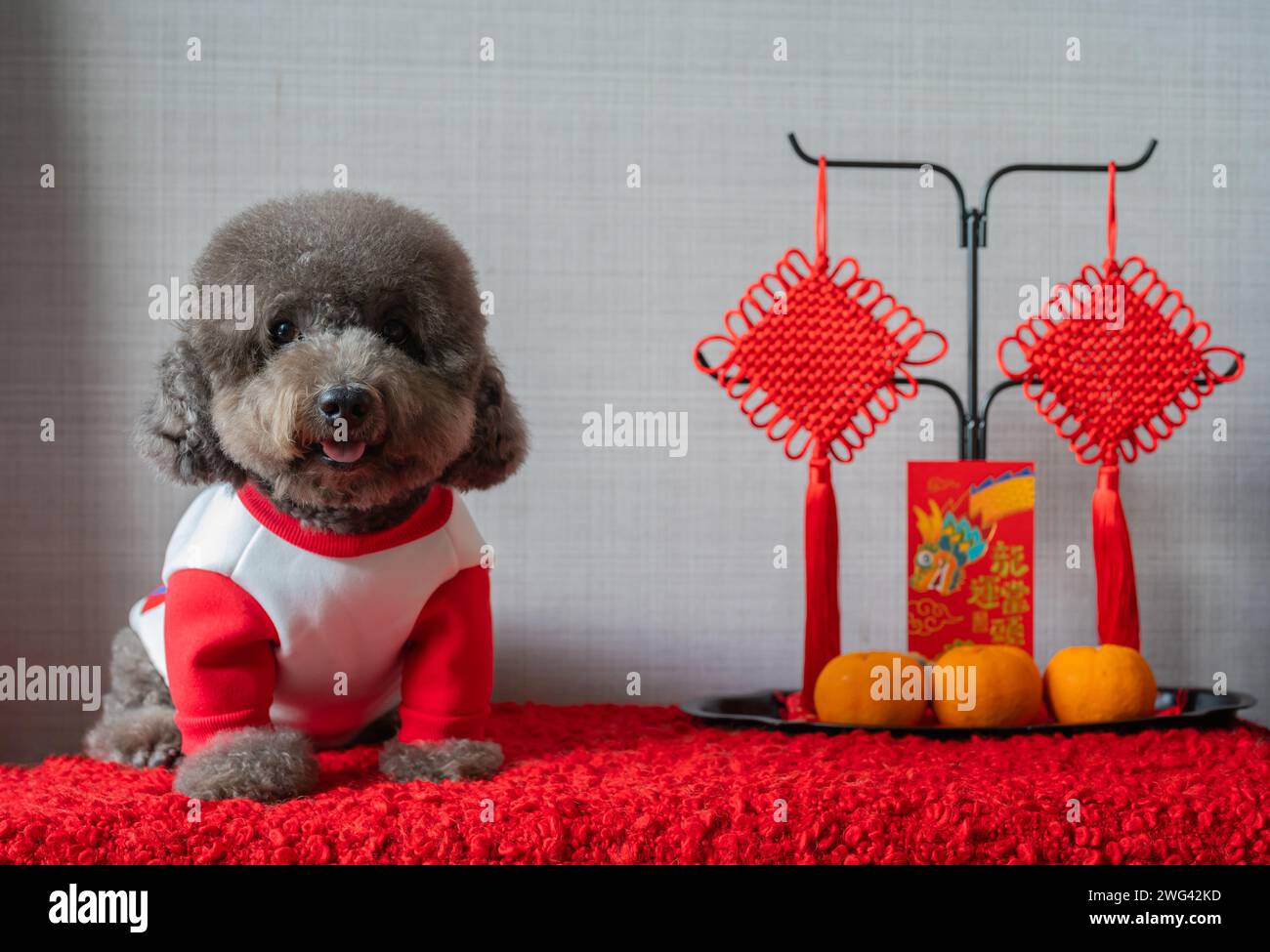 Adorable black poodle dog wearing chinese new year cloth with hanging ...