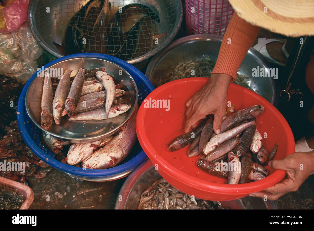Overhead view of a vendor selling fresh snakehead fish in the local ...