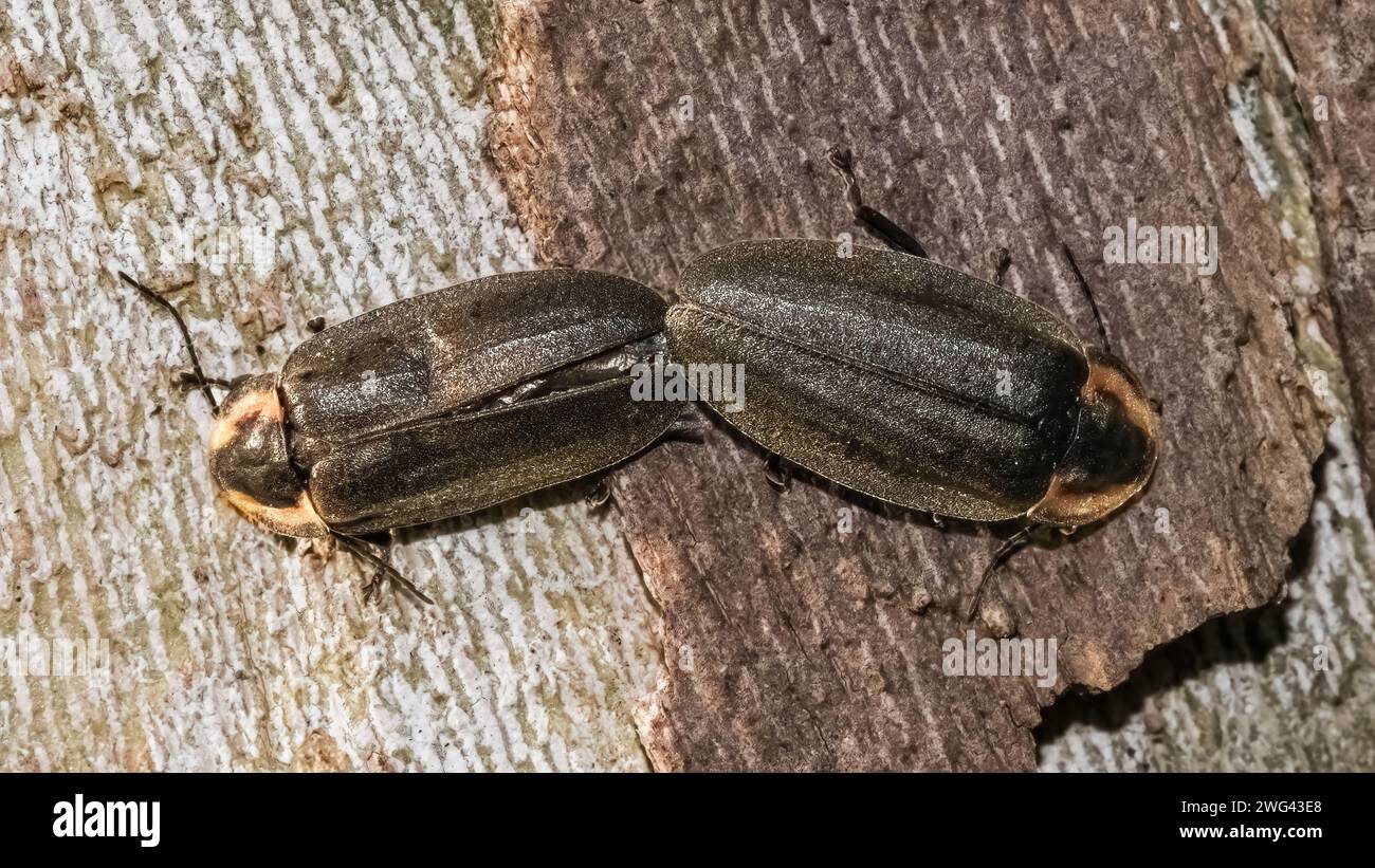 A diaurnal pair Winter Fireflies (Phontinus Corruscus) mating and ...