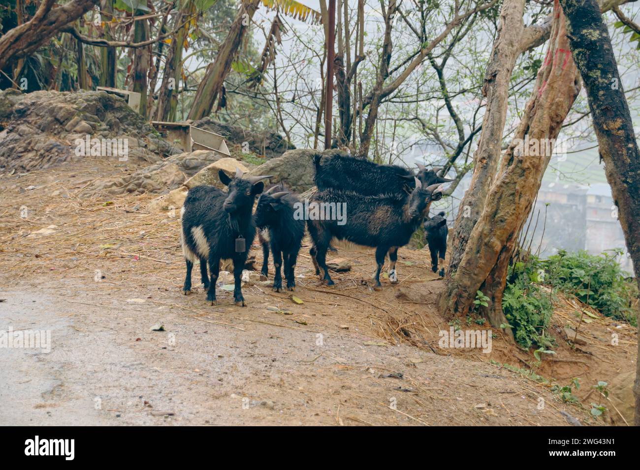 Local breed of Bach thao goats roaming in the roadside in Lao Chai ...