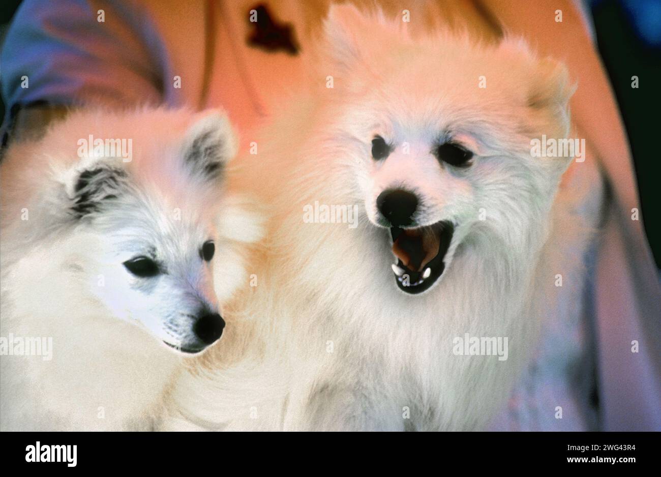 Pomeranian Show Dogs Stock Photo - Alamy