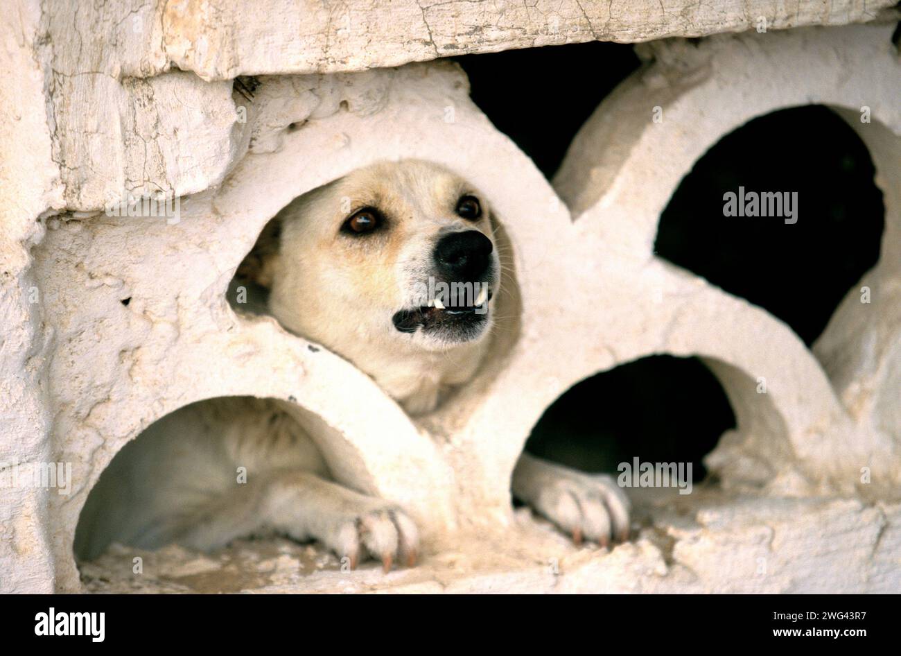 Guard dog growling, Djerba, Tunisia Stock Photo - Alamy