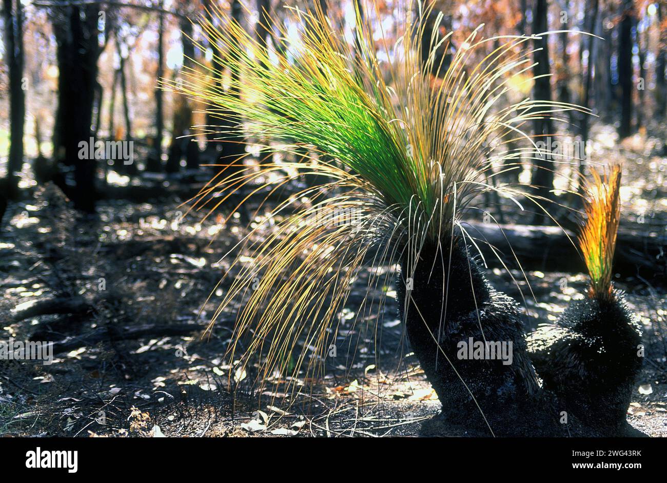 Grass tree after fire ( xanthorrhoea ), Southwest Australia Stock Photo ...