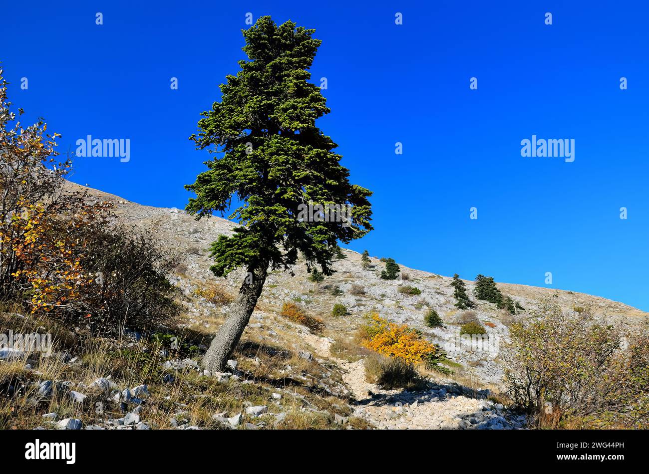Wooden tree with foliage on rocky Mount Athos, Greece Stock Photo - Alamy