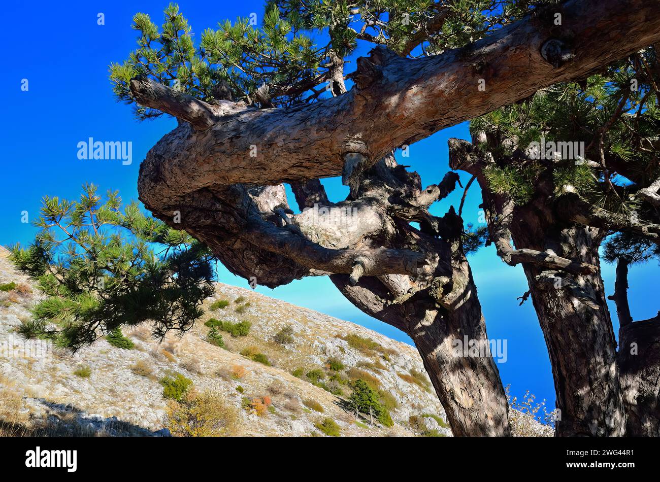 Wooden tree with foliage on rocky Mount Athos, Greece Stock Photo - Alamy