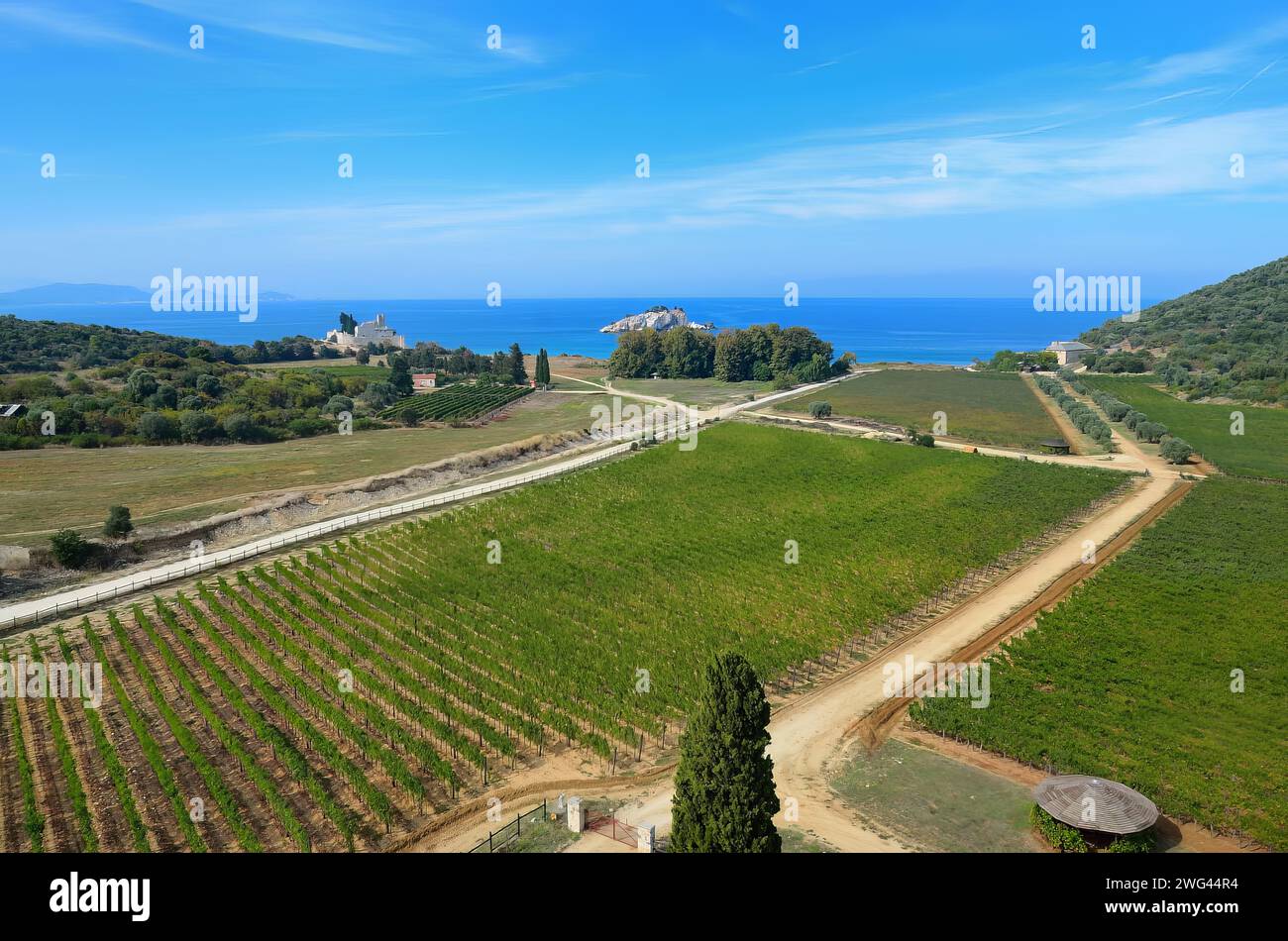 Aerial view of vineyards and road amidst expansive tree-filled field ...