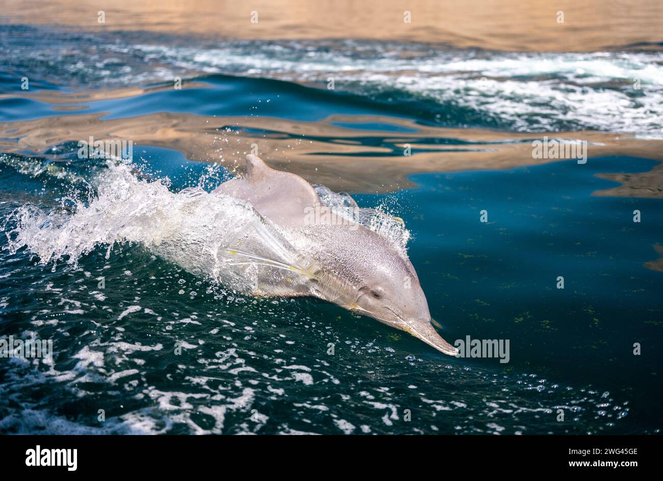 Vibrant image captures playful dolphin mid-leap, surrounded by ...