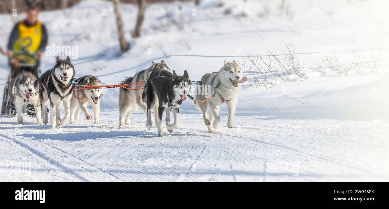 The Traditional Kamchatka Dog Sledge Race Elizovsky sprint on Kamchatka ...