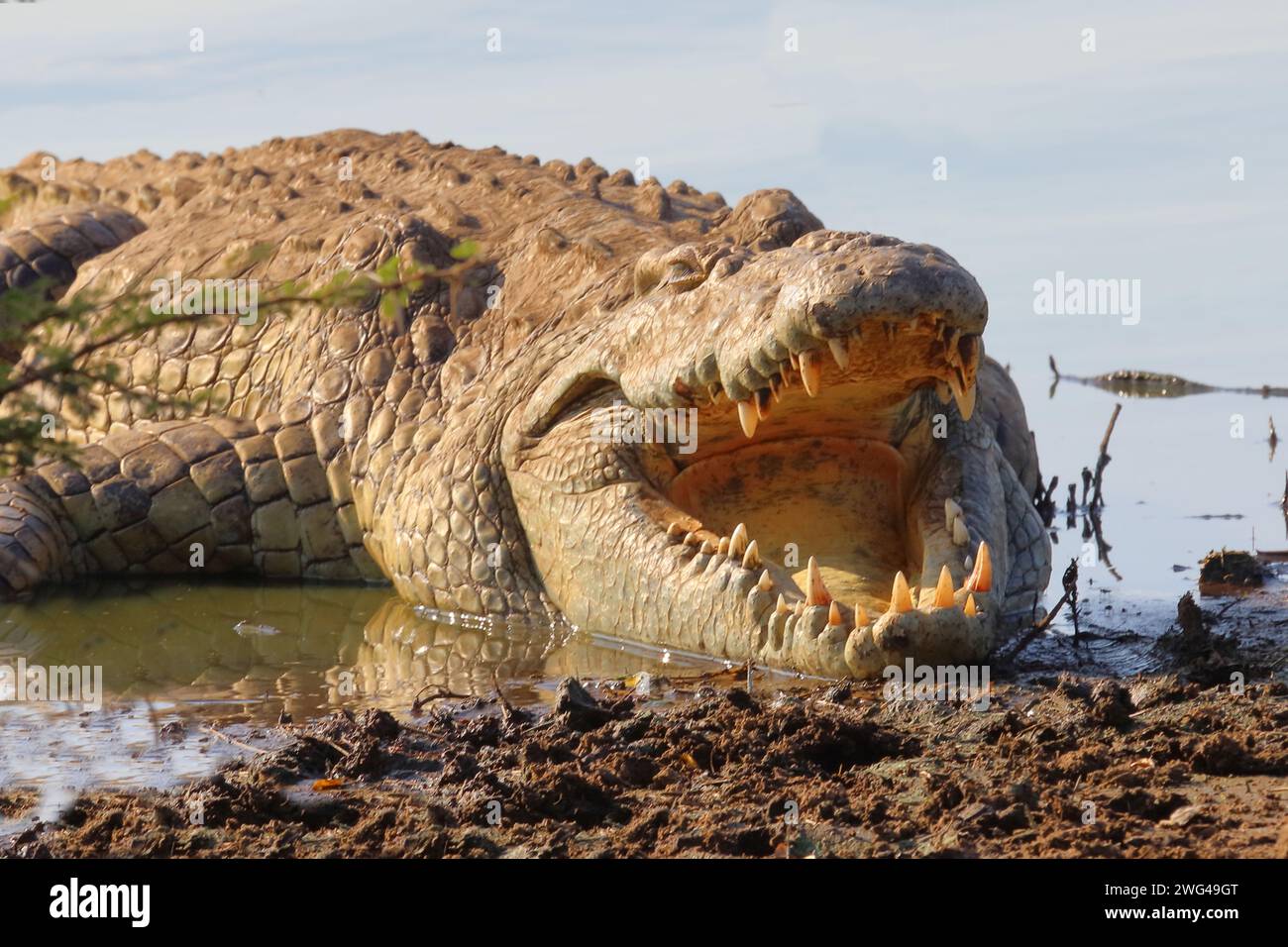 Nilkrokodil / Nile crocodile / Crocodylus niloticus Stock Photo - Alamy