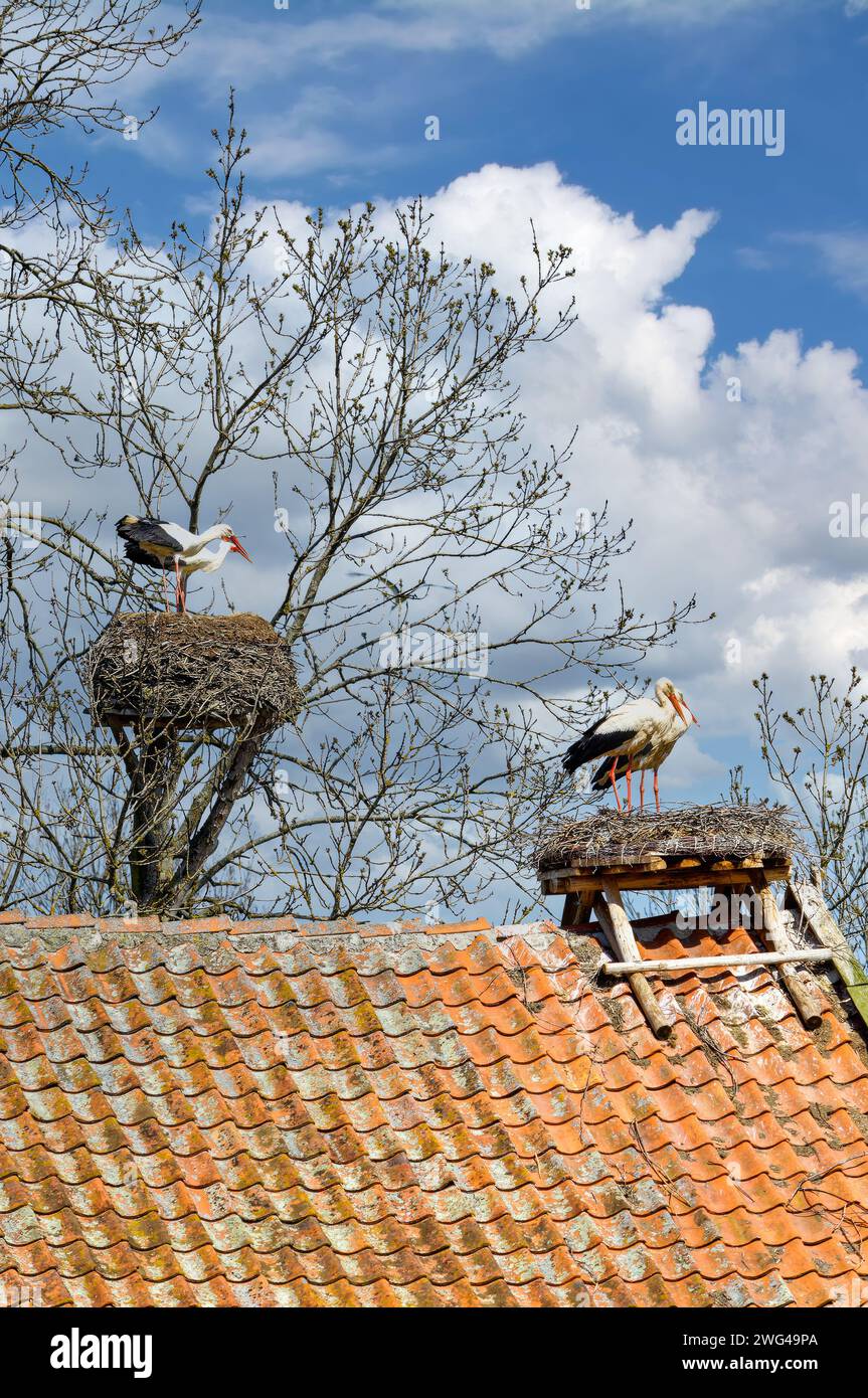 Storks zywkowo hi-res stock photography and images - Alamy