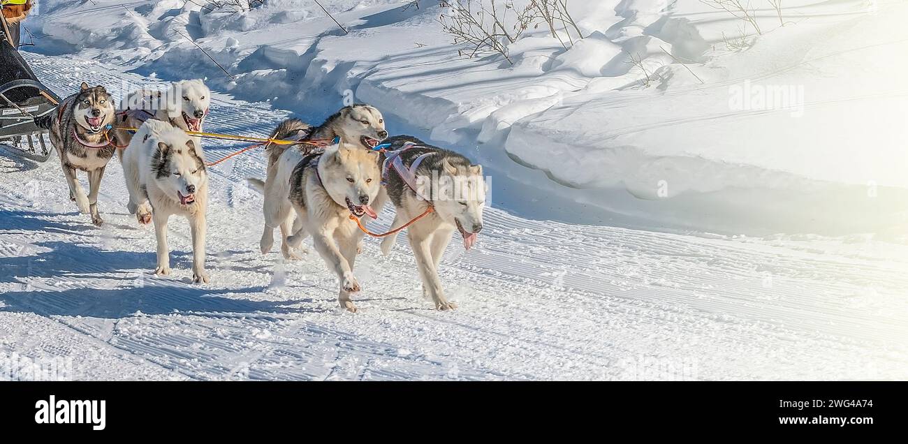 The Traditional Kamchatka Dog Sledge Race Stock Photo - Alamy