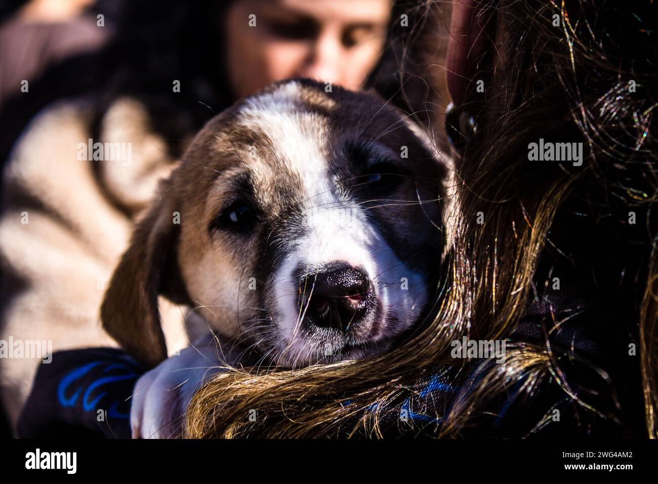 Tel Aviv, Israel – February 2, 2024 The SOS Animals association is ...
