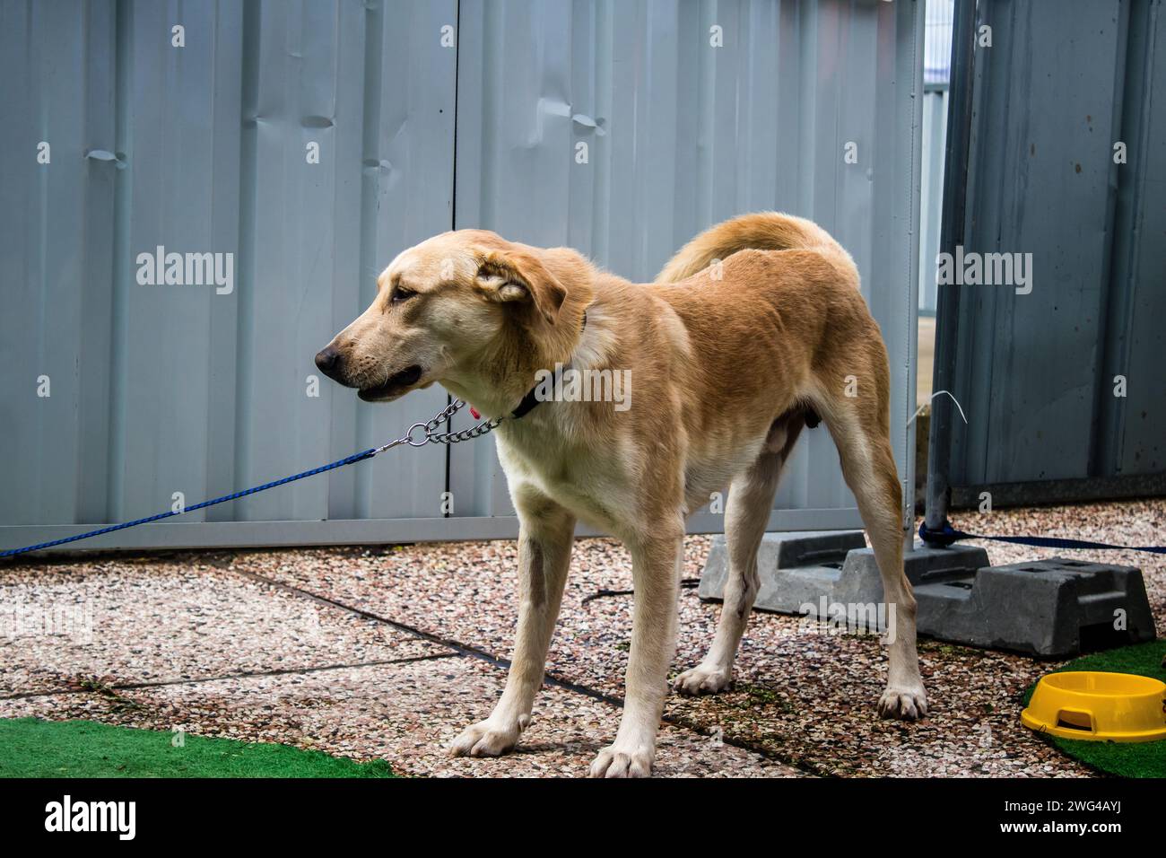 Tel Aviv, Israel – February 2, 2024 The SOS Animals association is ...