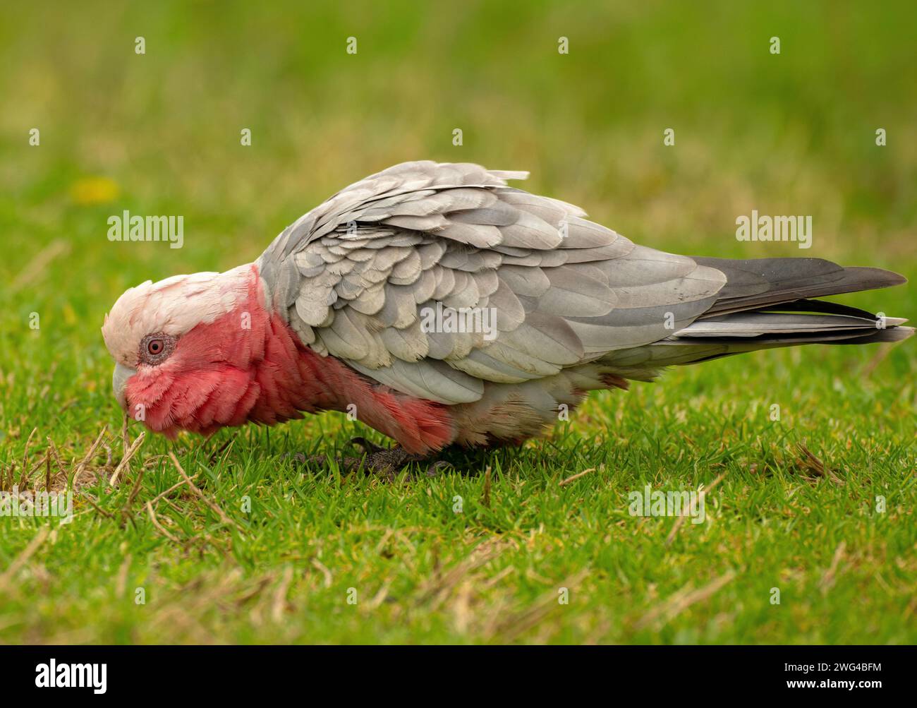 Galah, Eolophus roseicapilla, feeding on grassland in garden. South ...