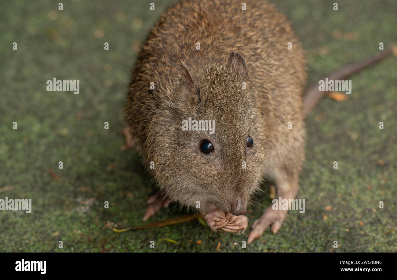 Long-nosed potoroo, Potorous tridactylus - a small omnivorous marsupial ...