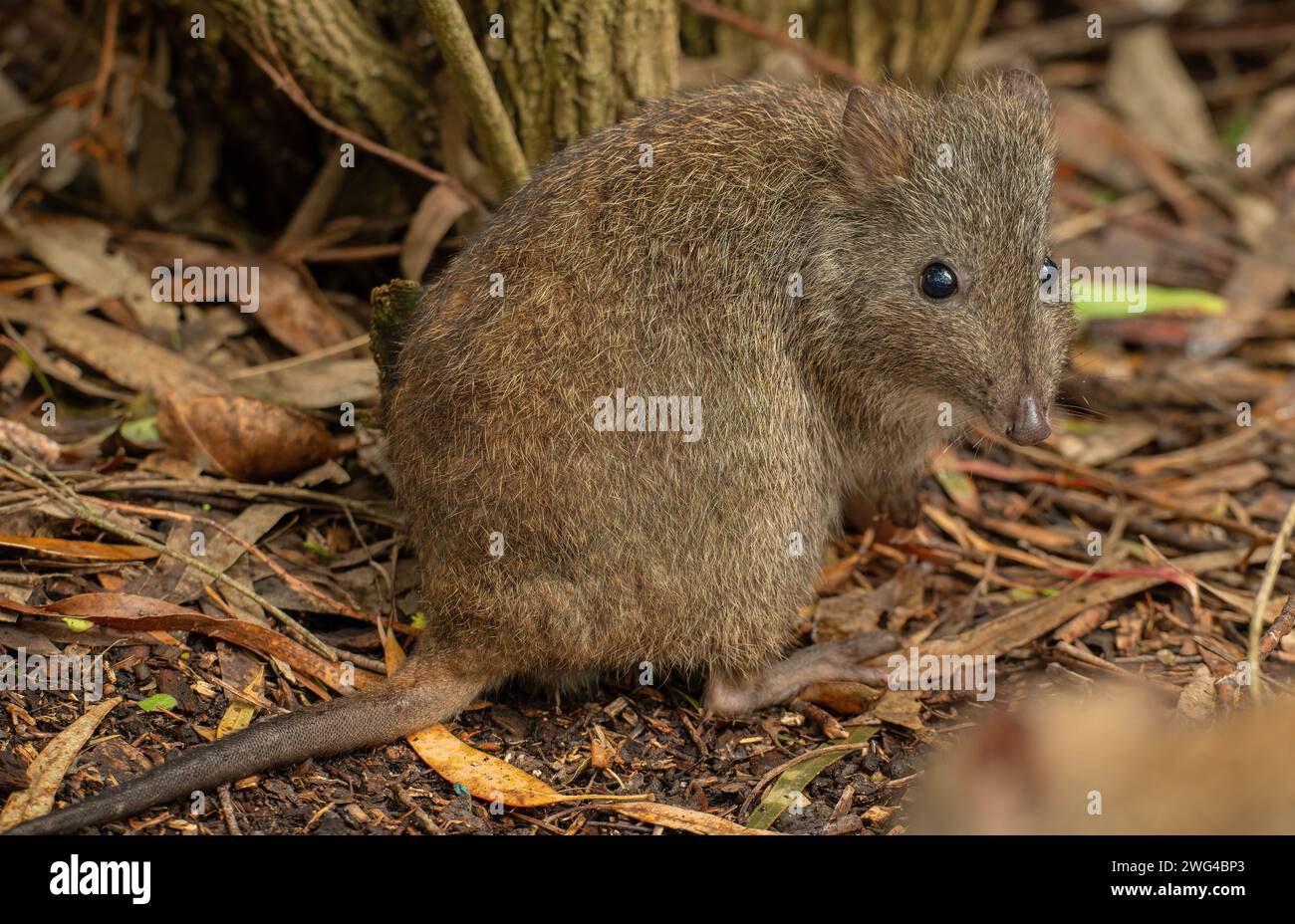 Long-nosed potoroo, Potorous tridactylus - a small omnivorous marsupial ...