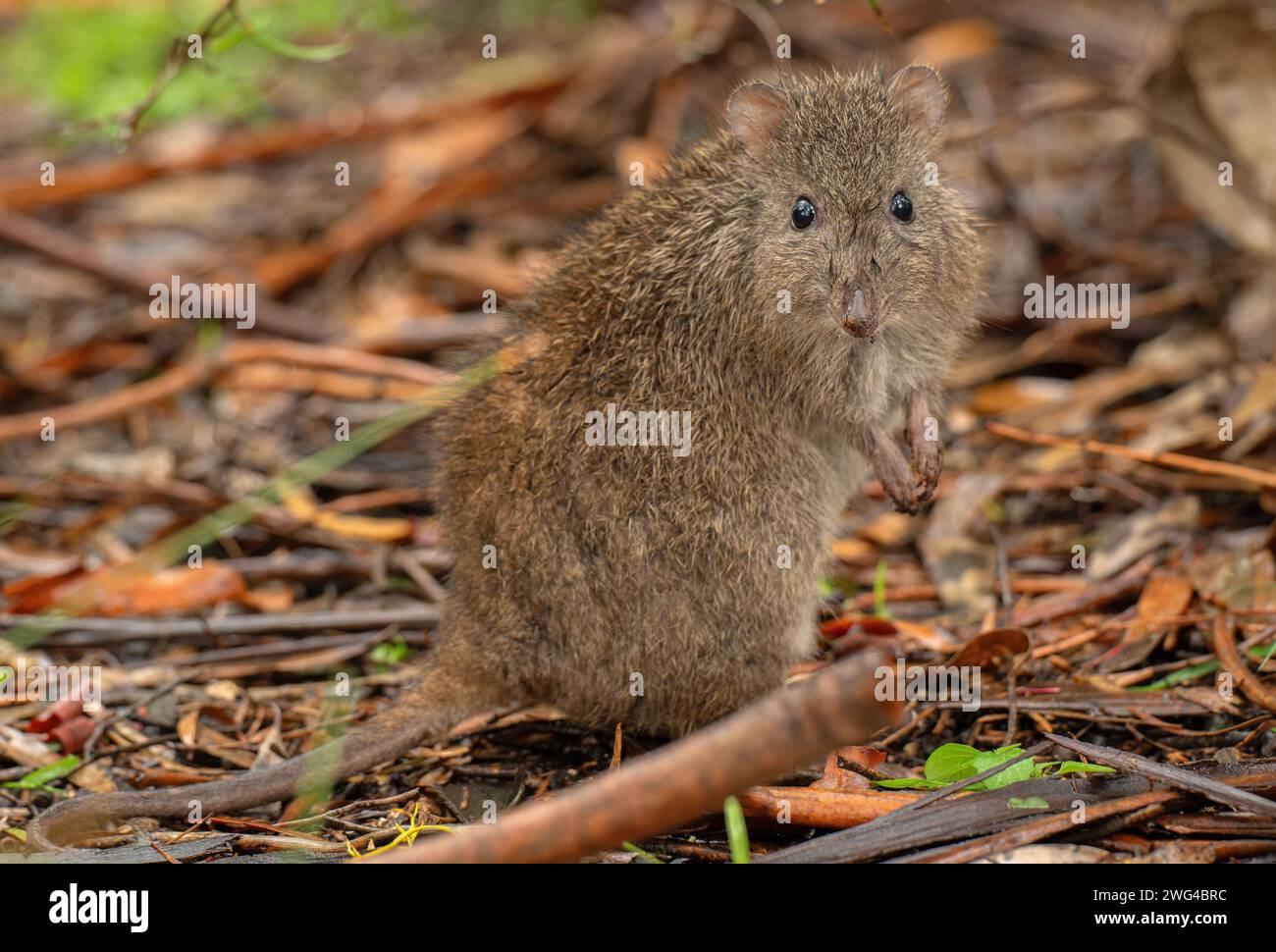 Small marsupial hi-res stock photography and images - Alamy