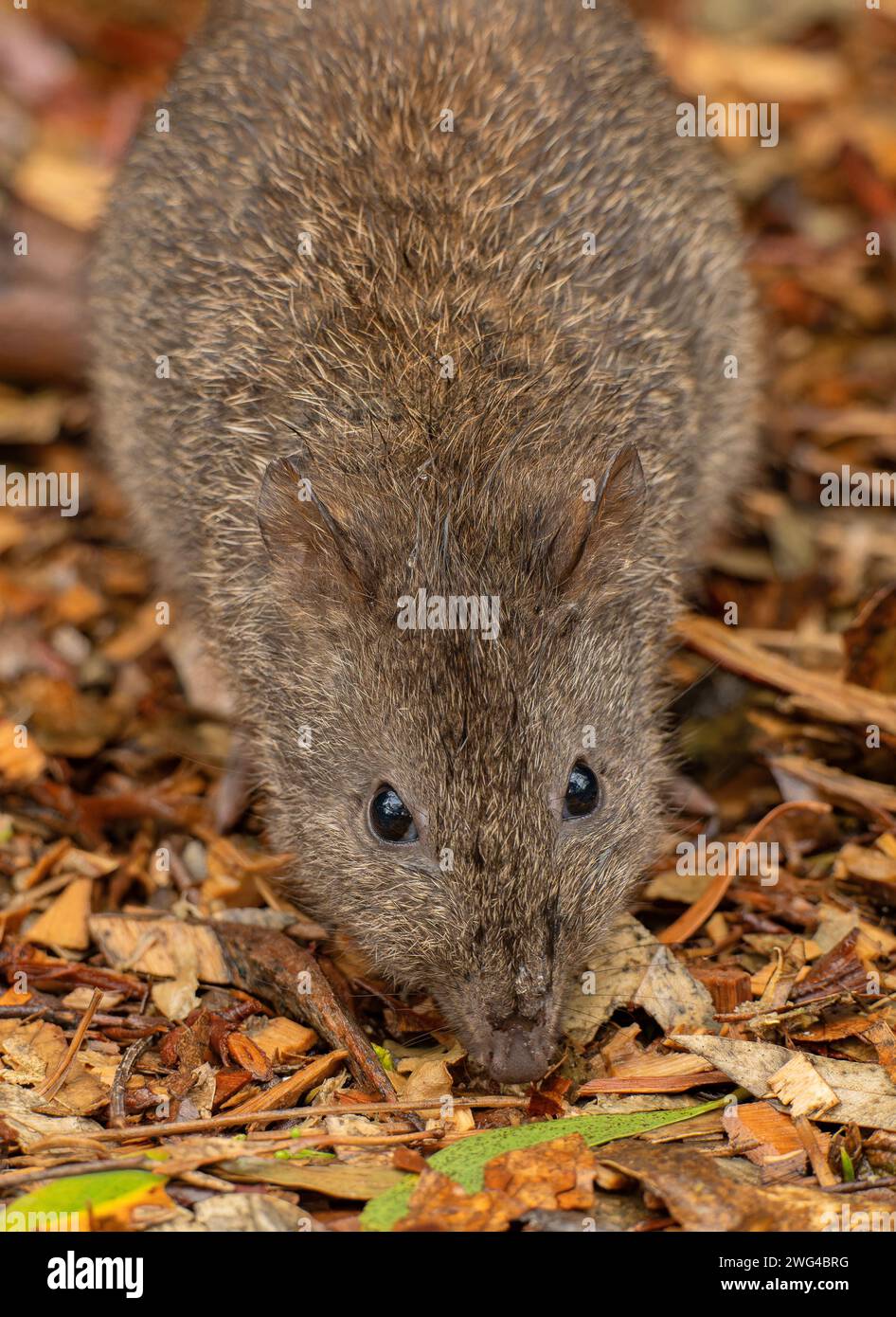 Long-nosed potoroo, Potorous tridactylus - a small omnivorous marsupial ...