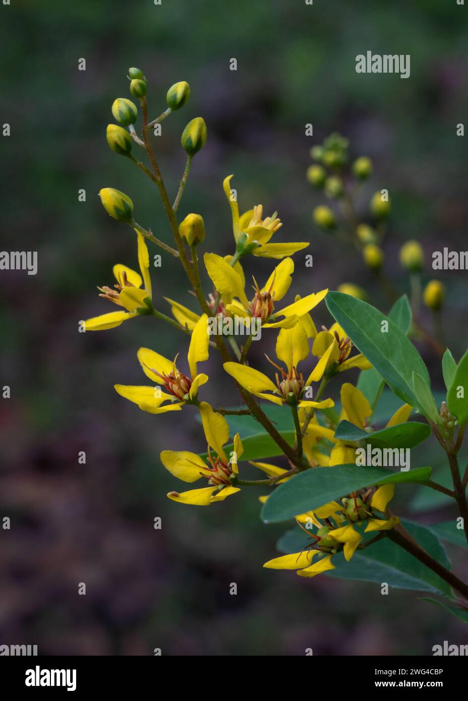 Closeup view of bright yellow flowers of tropical bush galphimia gracilis aka gold shower ...