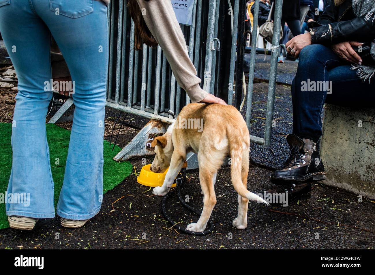 Tel Aviv, Israel – February 2, 2024 Volunteers from the SOS Animals ...