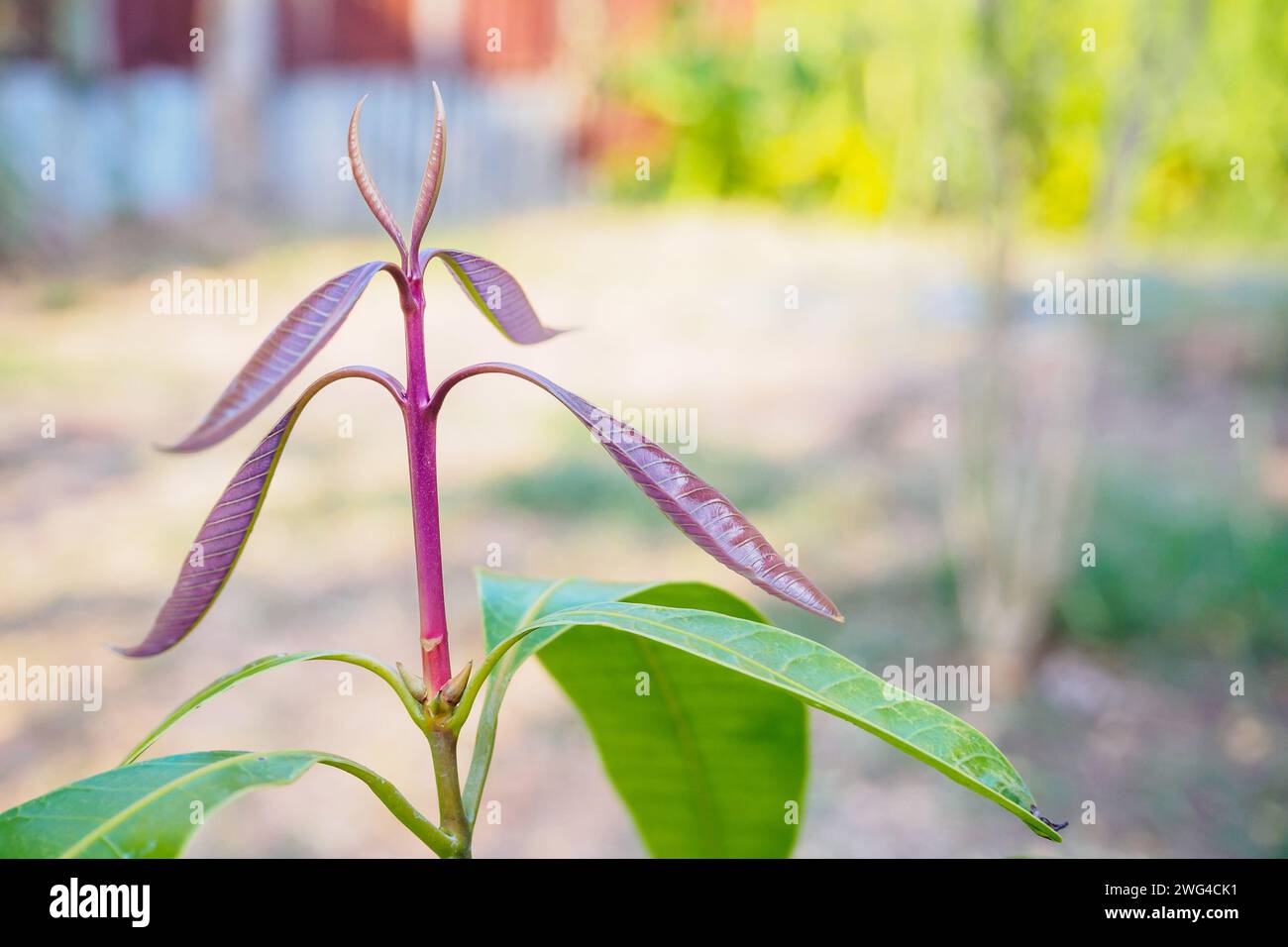 Maprang or Marian Plum or Plum Mango tree growth in the garden Stock ...