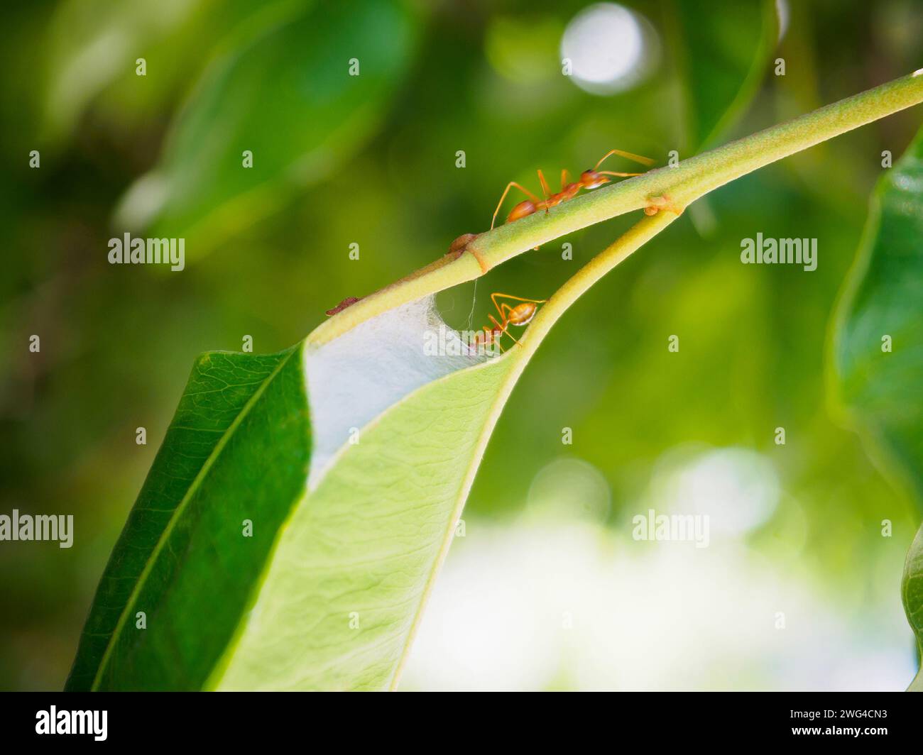 Ant nests on tree hi-res stock photography and images - Alamy