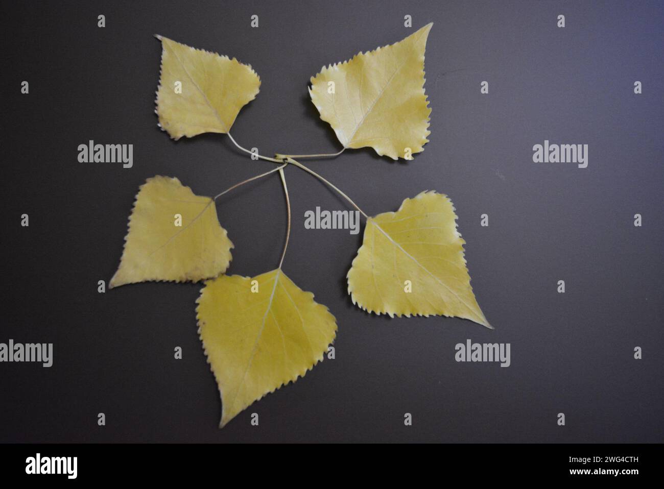 Yellow poplar leaves are laid out on an interesting matte background ...