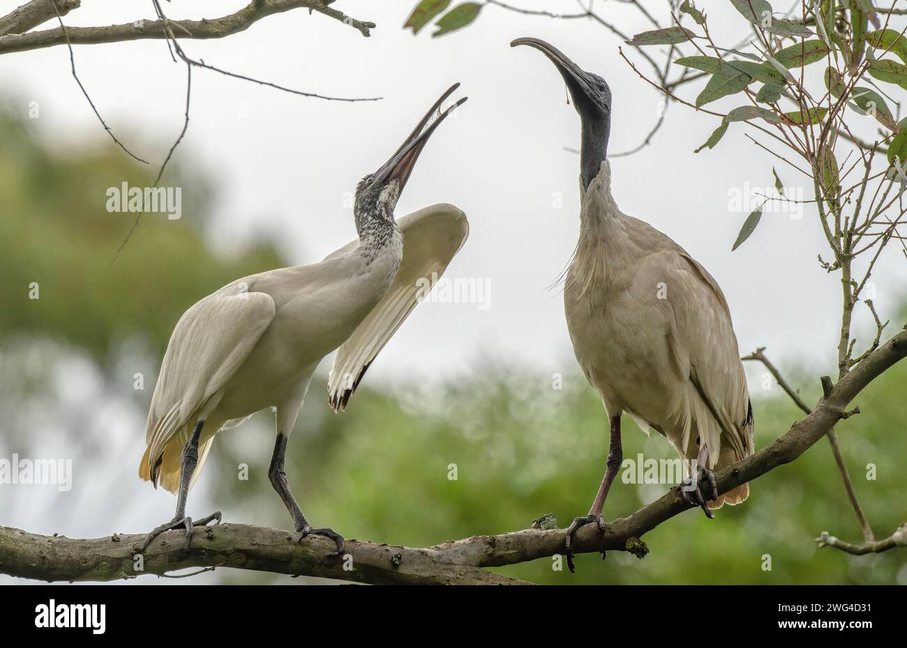 Two Australian white ibis, Threskiornis molucca, interacting on tree ...