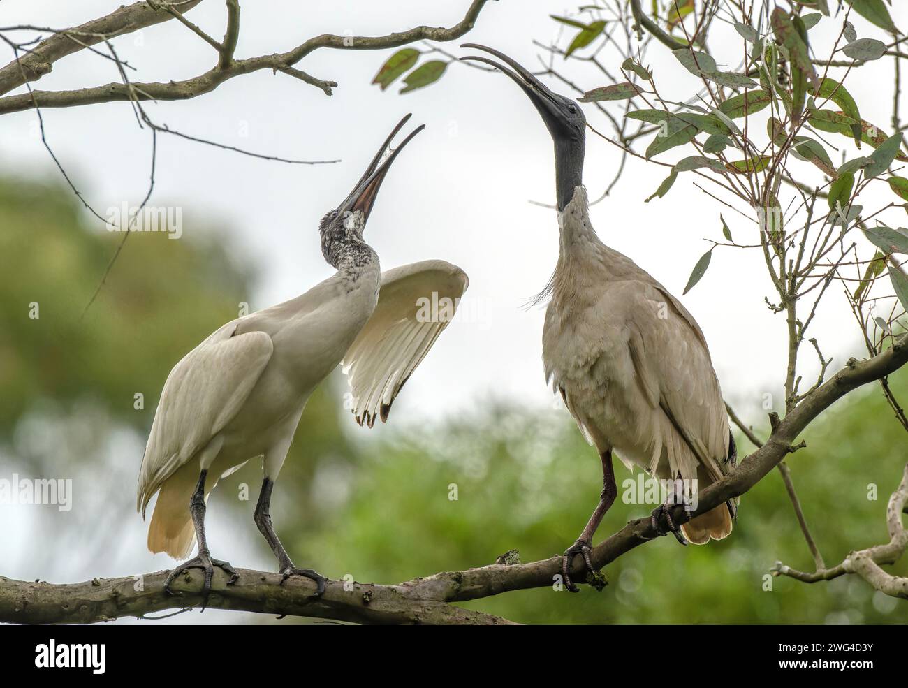 Australian white ibis hi-res stock photography and images - Alamy